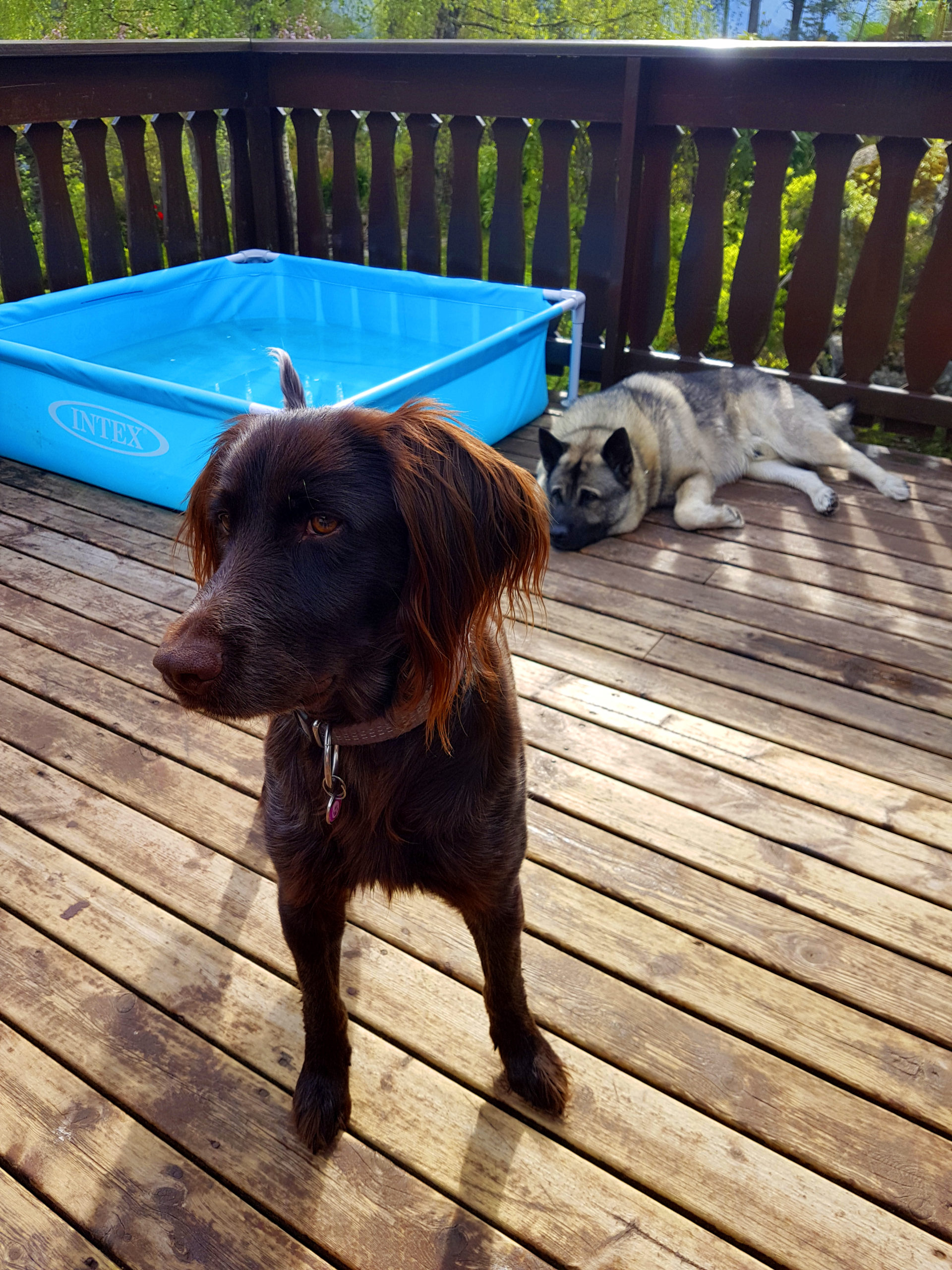 Hund og sommervarme - iFri.no